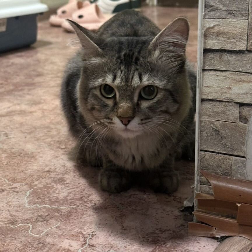 Котик в добрые руки бесплатно