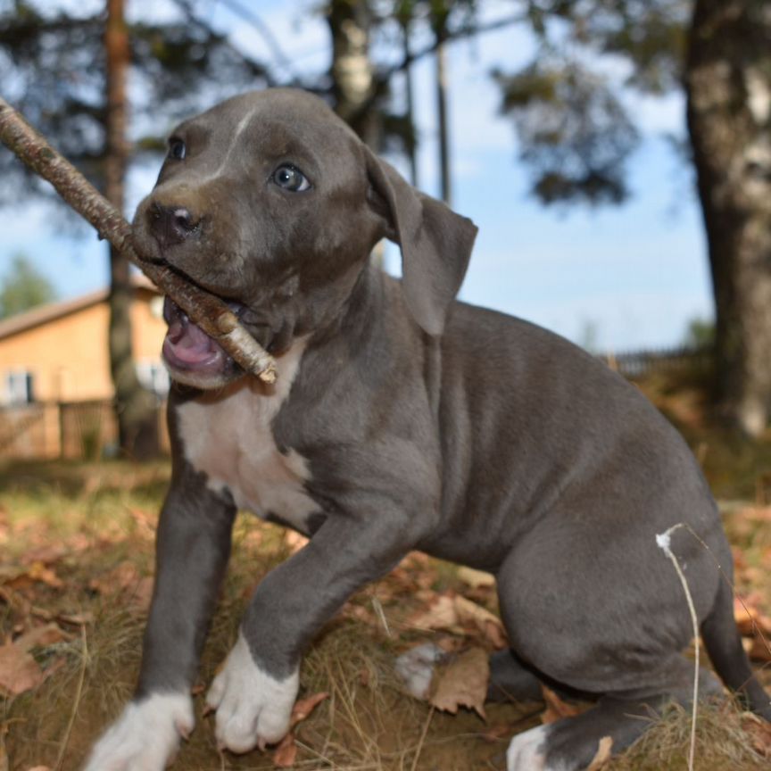 Очаровательная девочка стафф