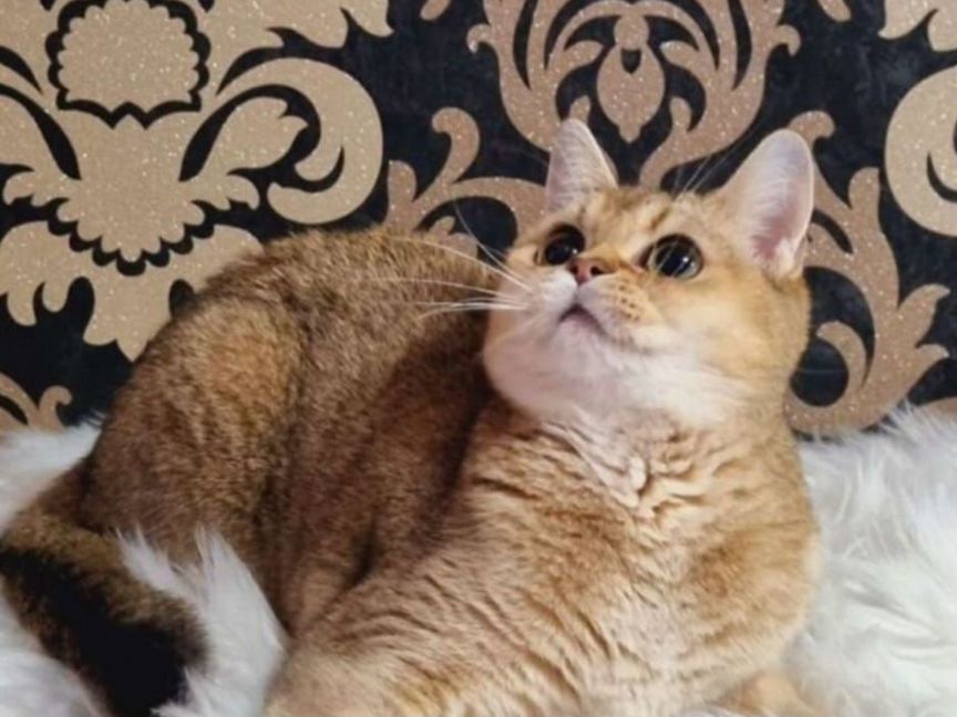 Шотландская Скоттиш Страйт девочка ny25