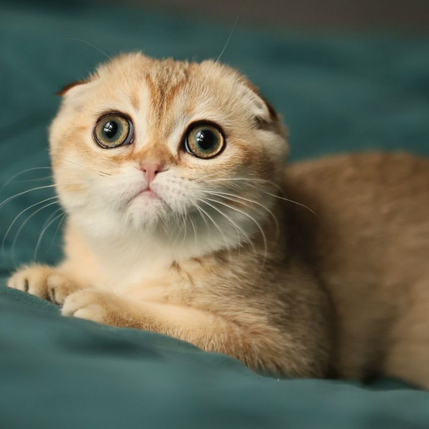 Кошка скотиш фолд