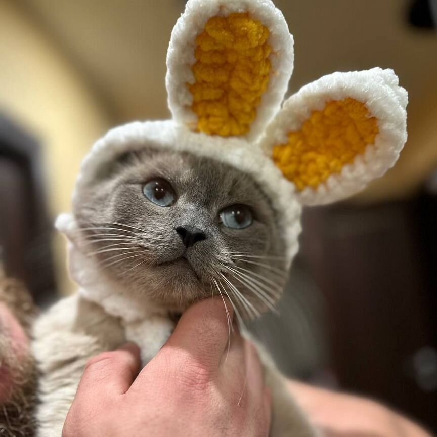 Шапочка для питомца "Зая"