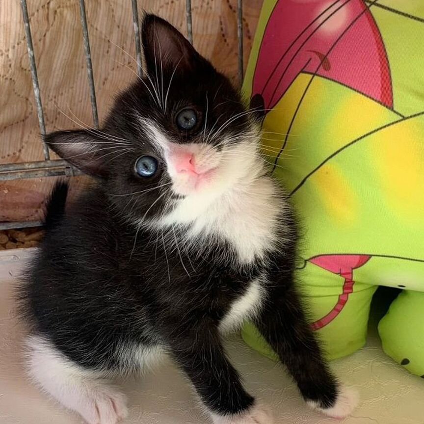 Котенок