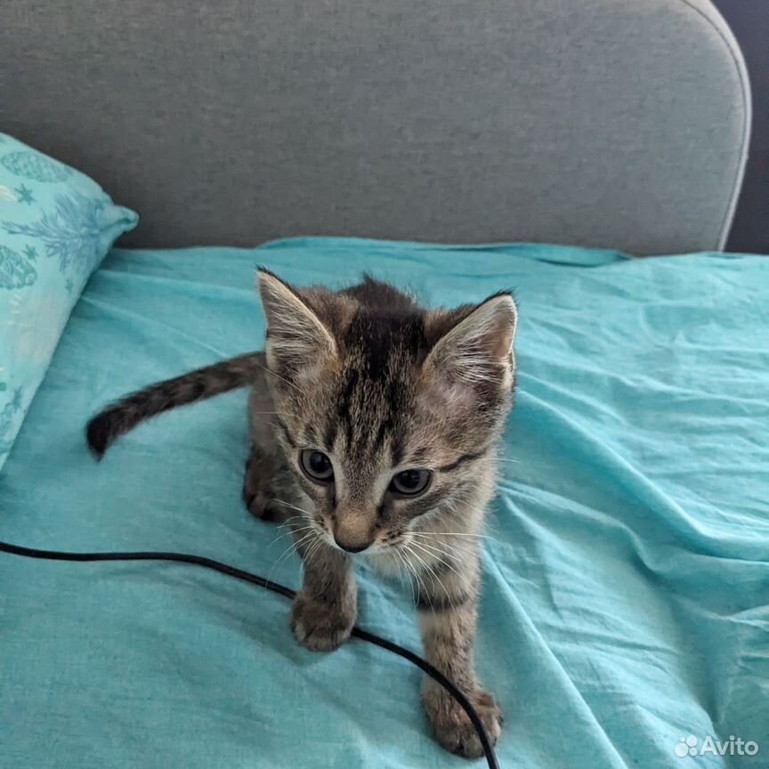 Кошки в добрые руки бесплатно