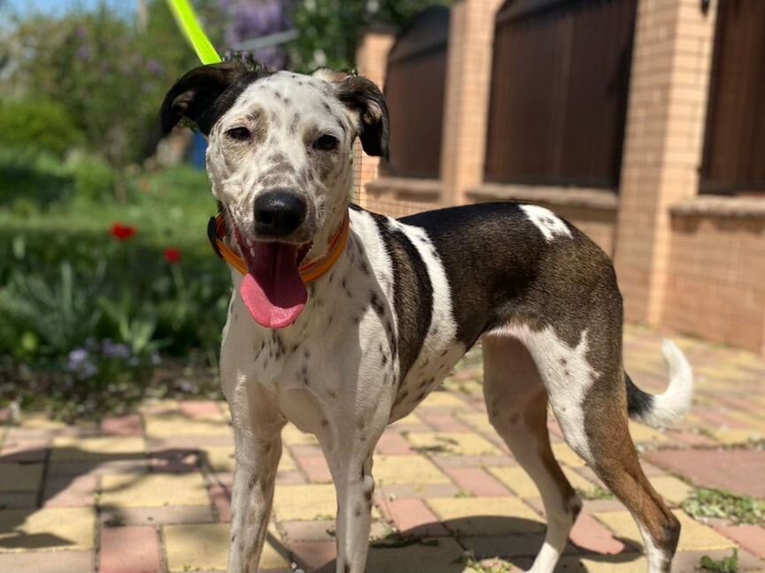 Дарю собаку