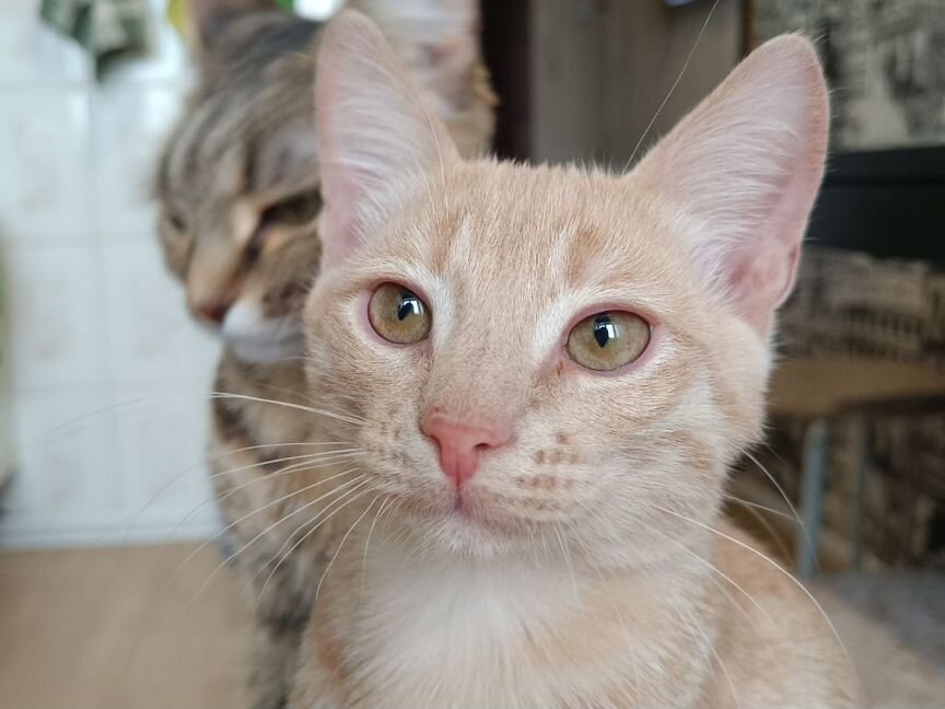 Котенок