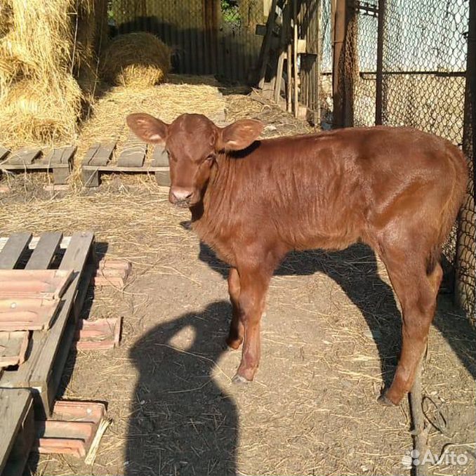 Тёлочка 1 месяц