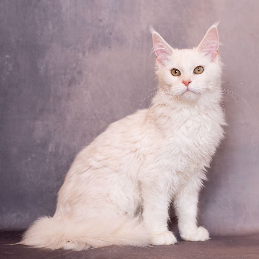 Девочка Мейн-Кун, красный дым