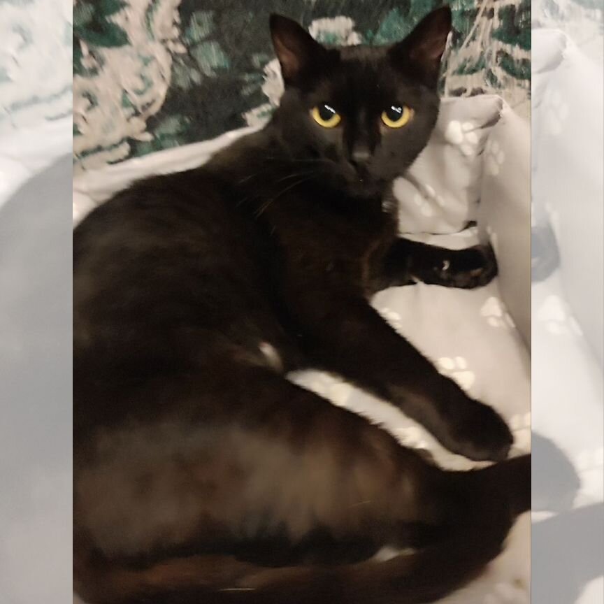 Кошка