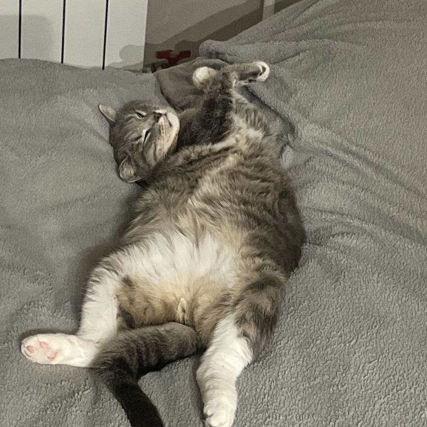 Британский кот в хорошие руки