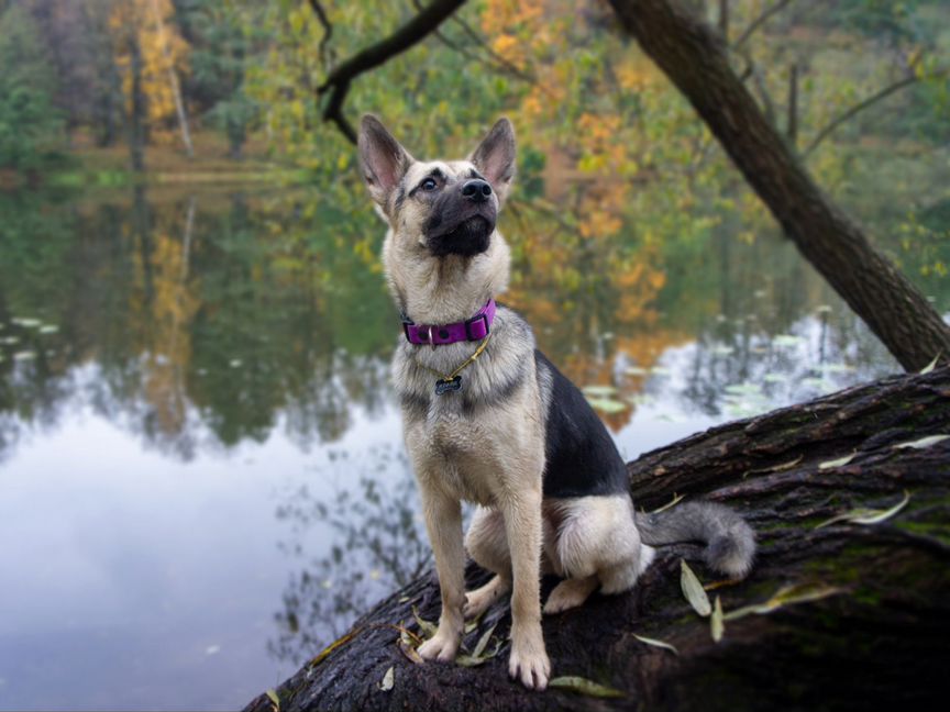 Умный щенок вео в добрые руки / бесплатно
