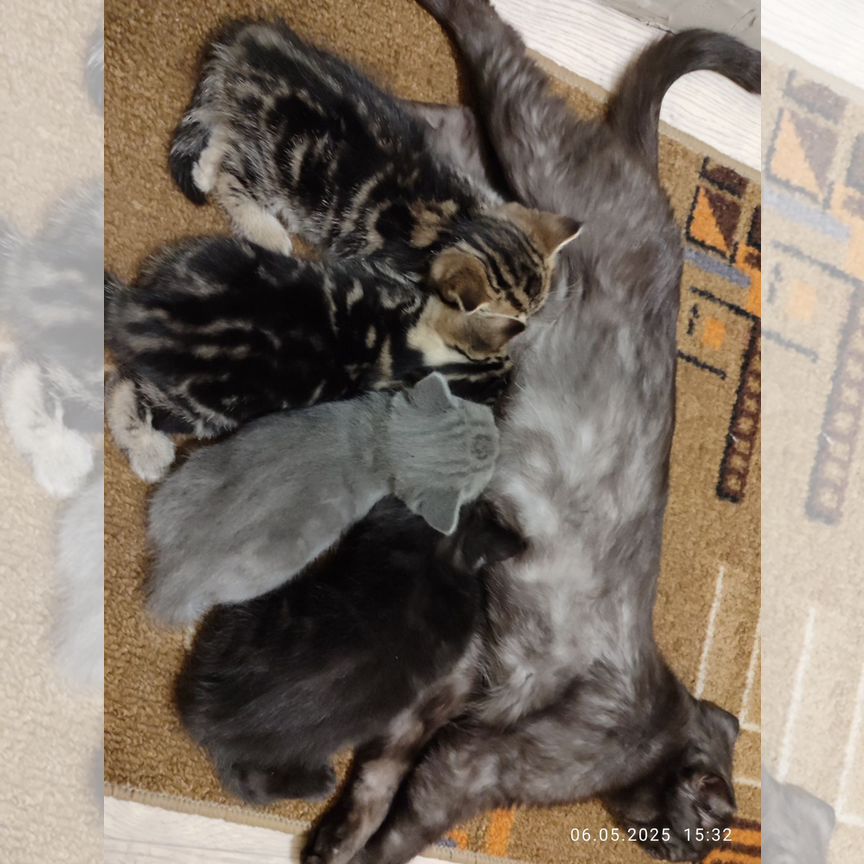 Шотландские вислоухие котята