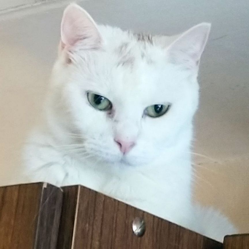 Кошка живёт на шкафу