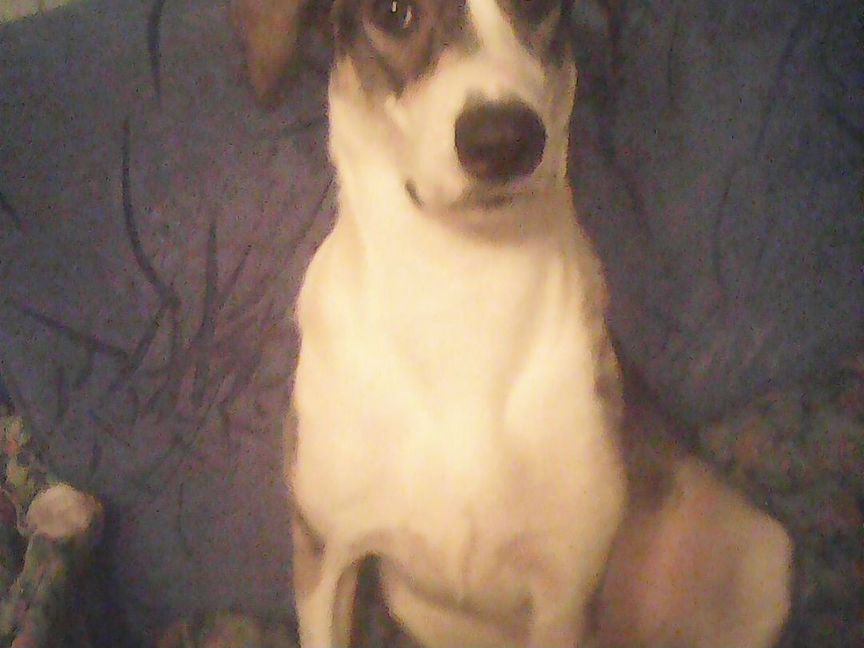 Собака дворняжка