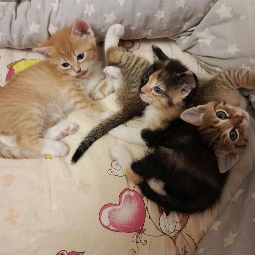 Котёнок в добрые руки