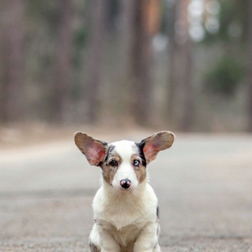 Щенок корги