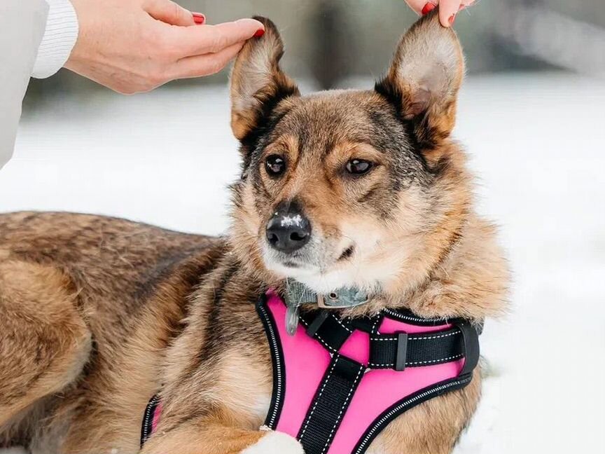 Аля ищет дом