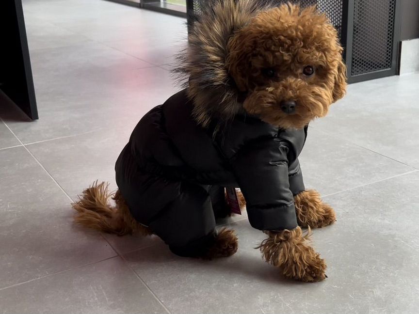 Той пудель вязка