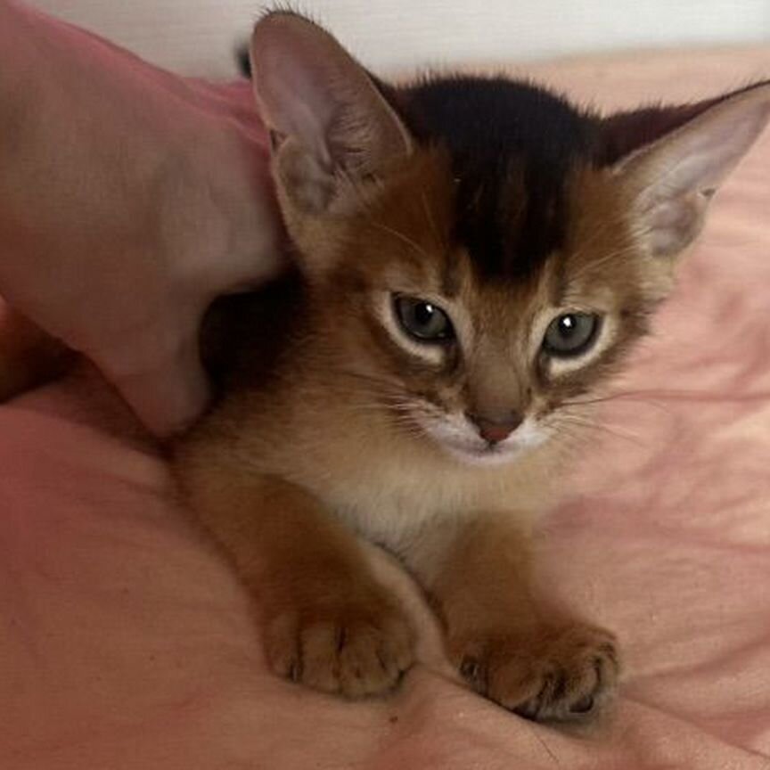 Абиссинский котёнок