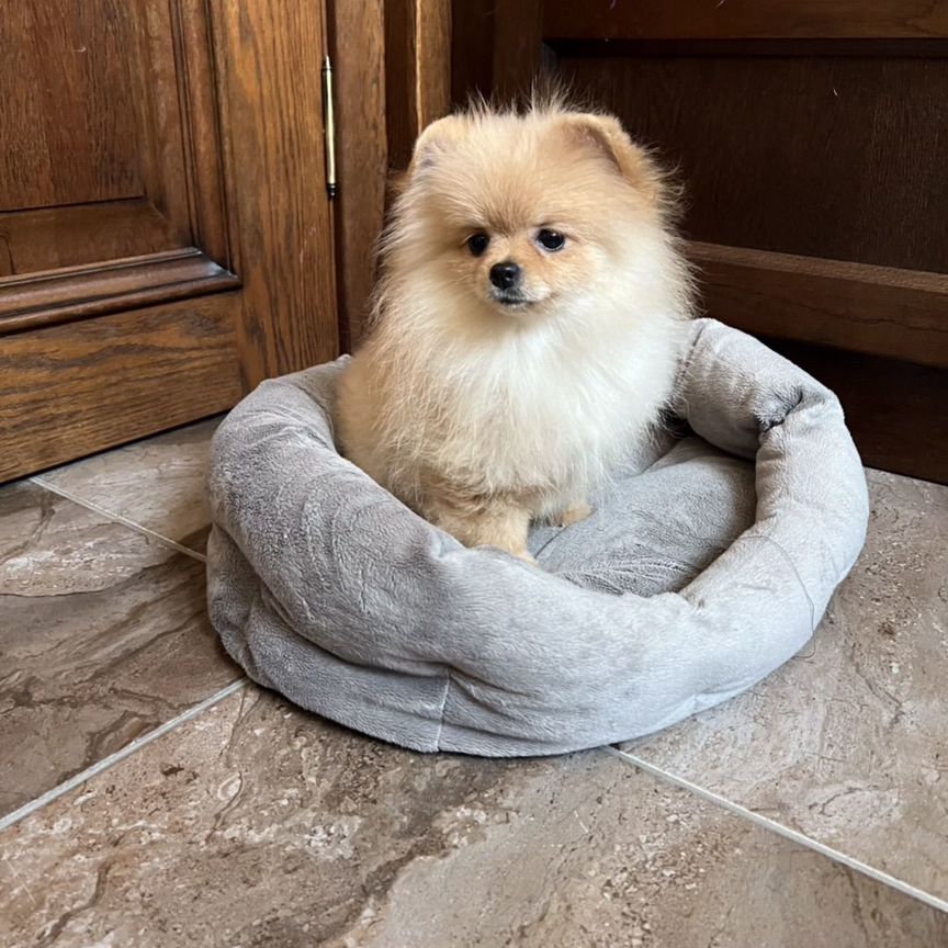 Померанский шпиц мини