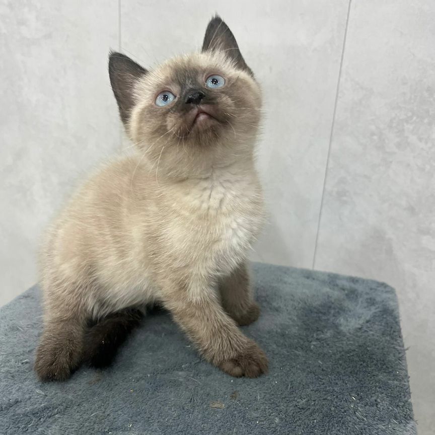 Британские котята