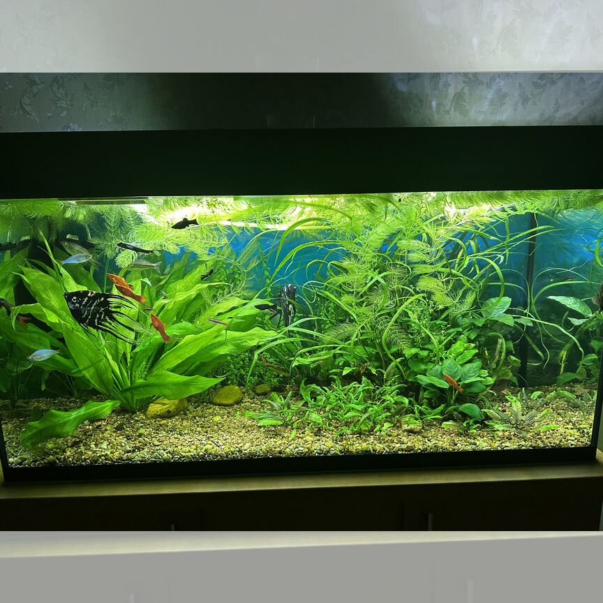 Продам аквариумные растения