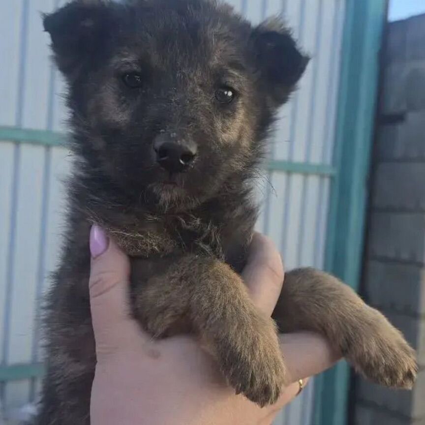 Щенок в добрые руки