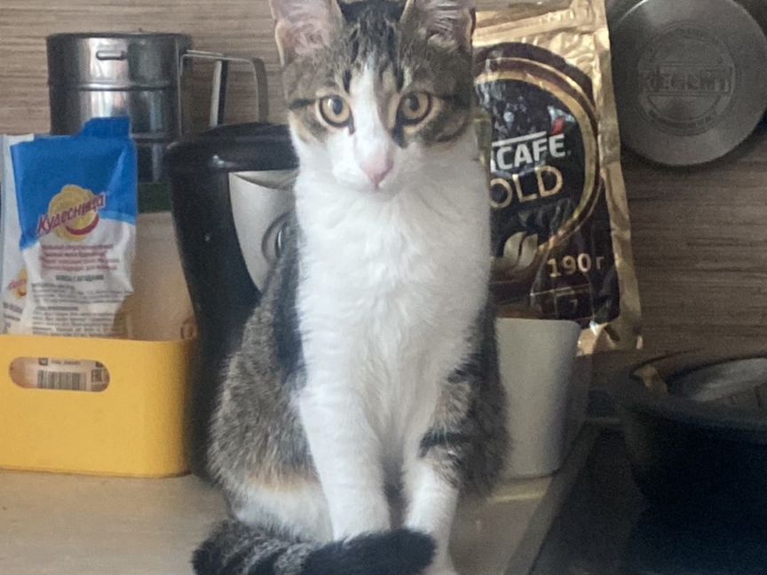 Лсковый и нежный котенок