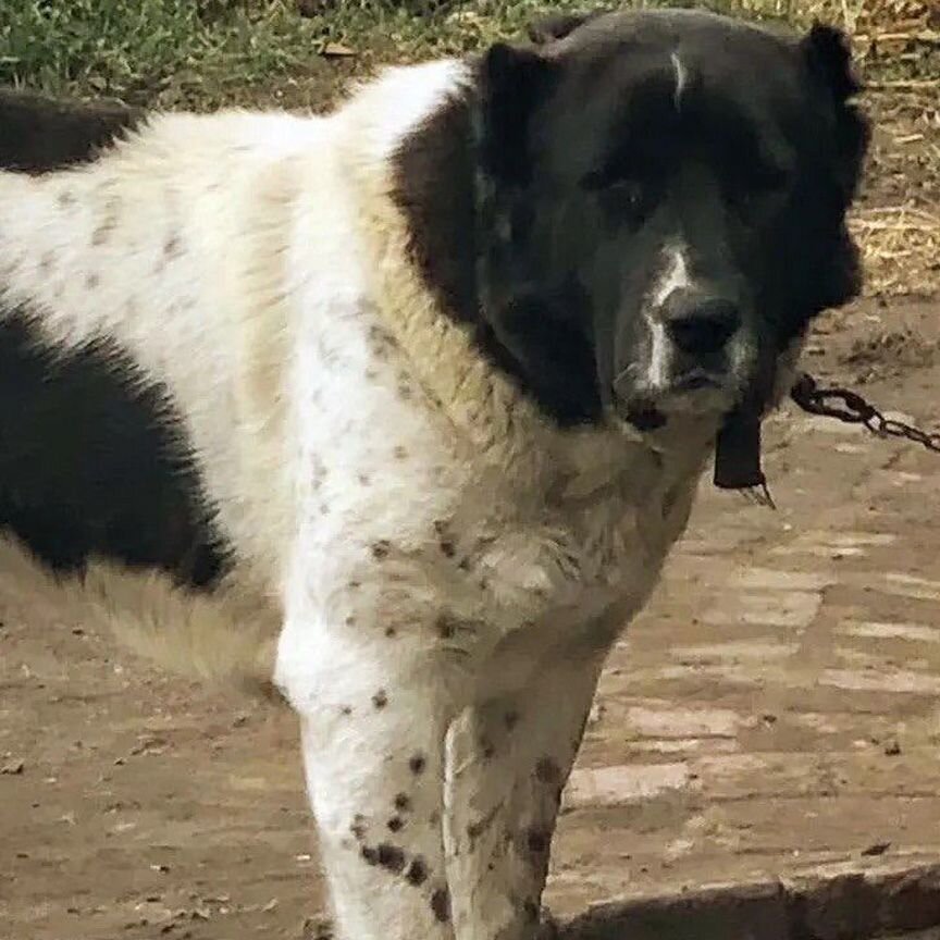 Среднеазиатская овчарка, взрослая собака