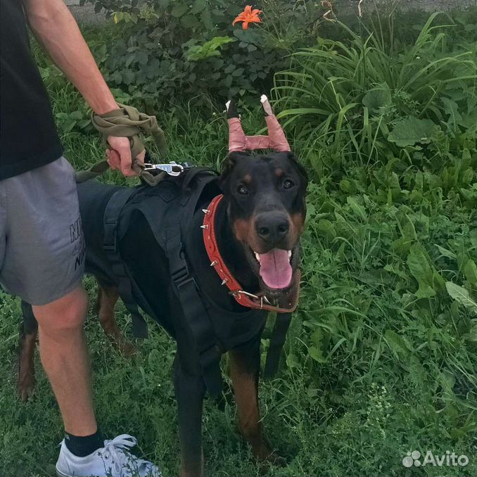 Доберман вязка