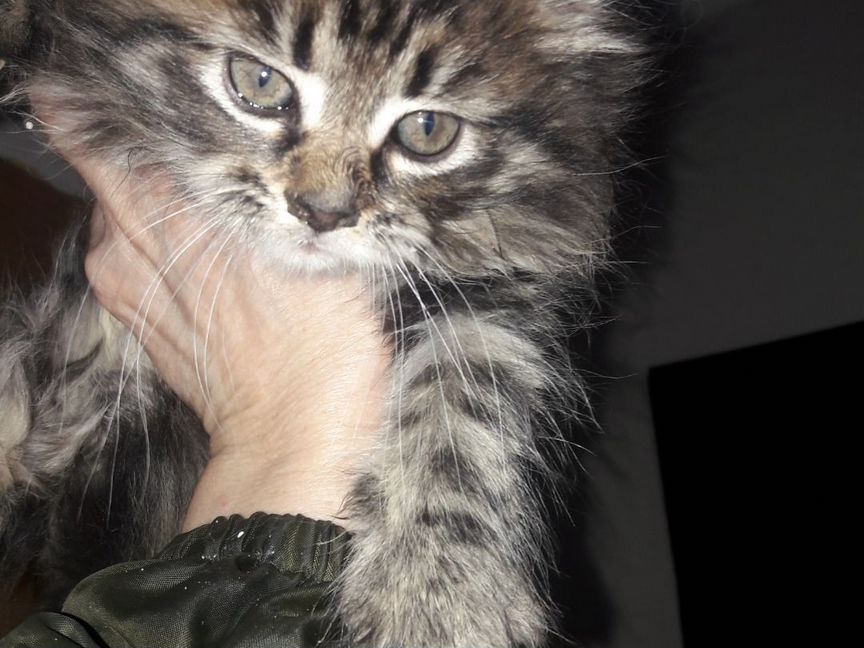 Бездомный котёнок
