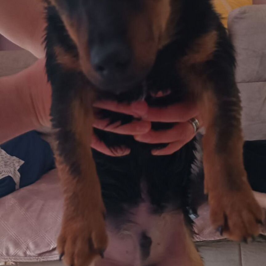 Щенок в добрые руки