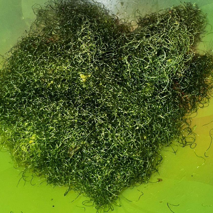 Хетаморфа для морского аквариума