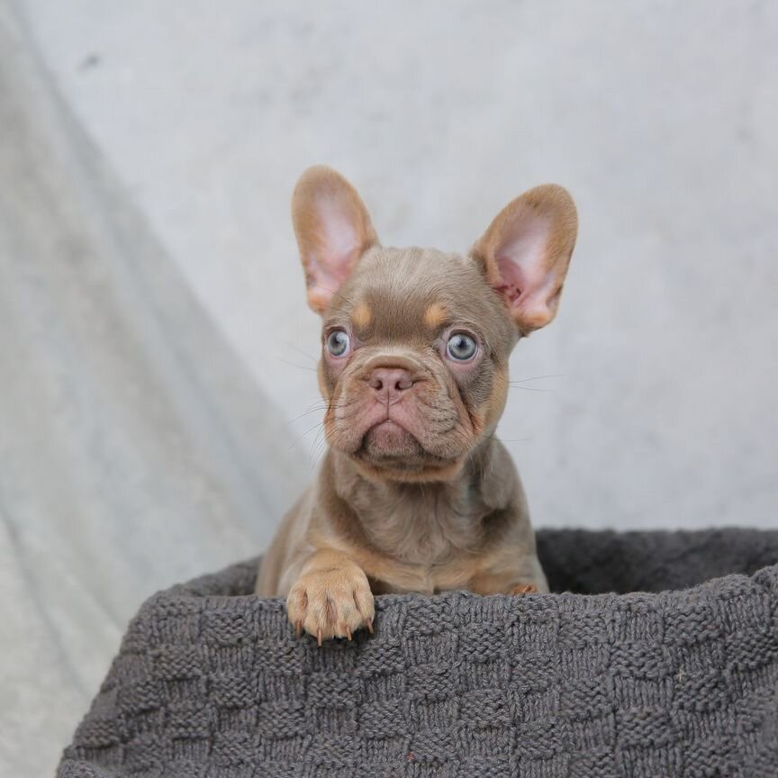 Французский бульдог девочки изабеллы