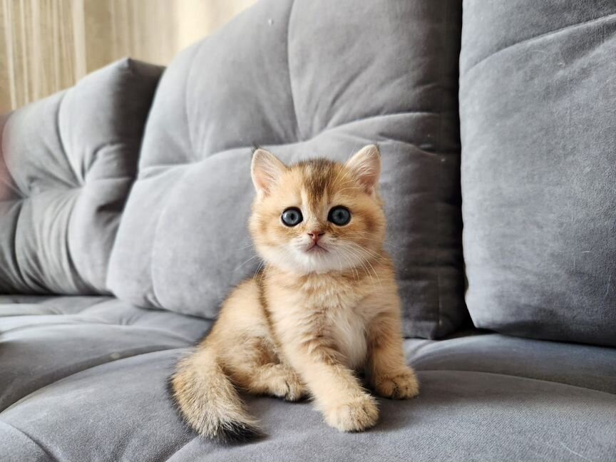 Британская золотая шиншилла