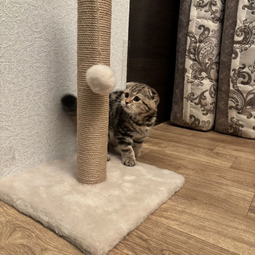 Котенок Луша :)