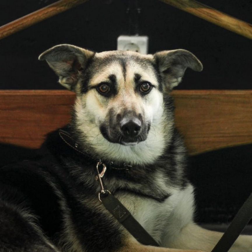 Собака в добрые руки домашняя