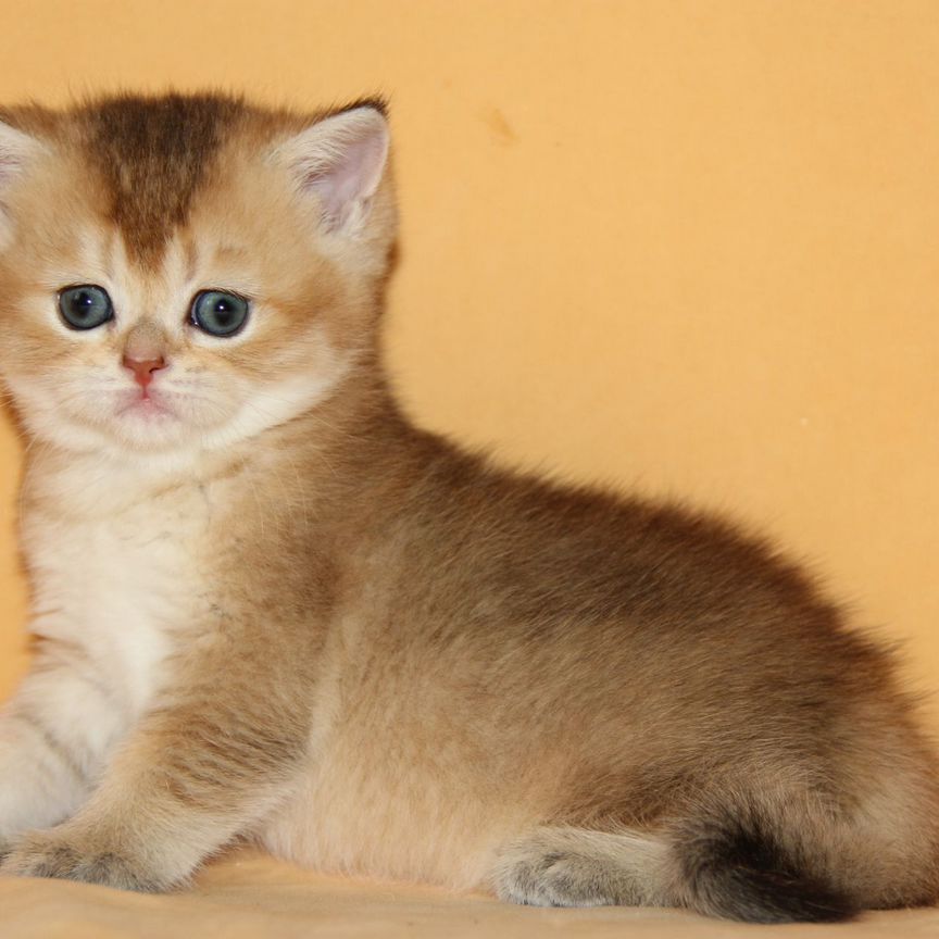 Золотые девочка и мальчик