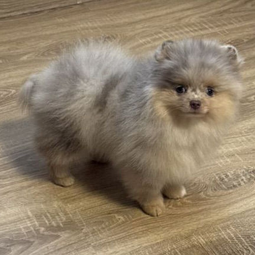 Померанский шпиц, щенок