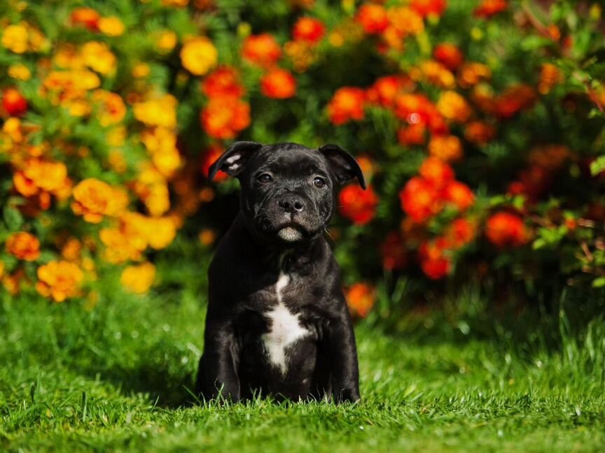 Мальчик стаффордширского бультерьера