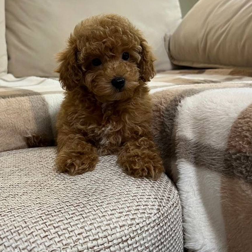 Той-пудель, щенок