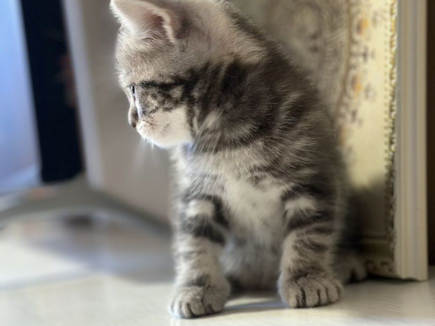 Британские котята короткошерстные