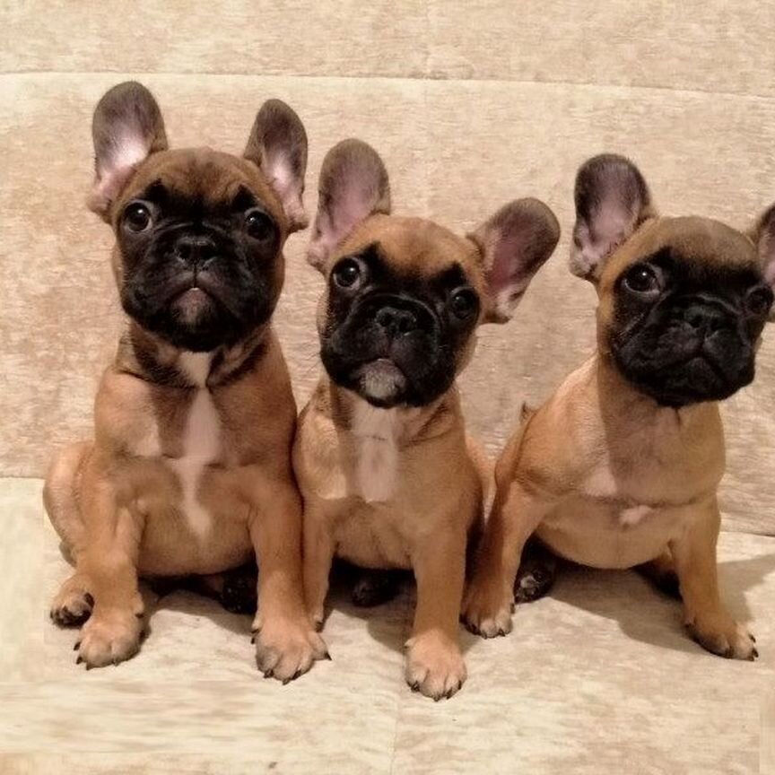 Французский бульдог