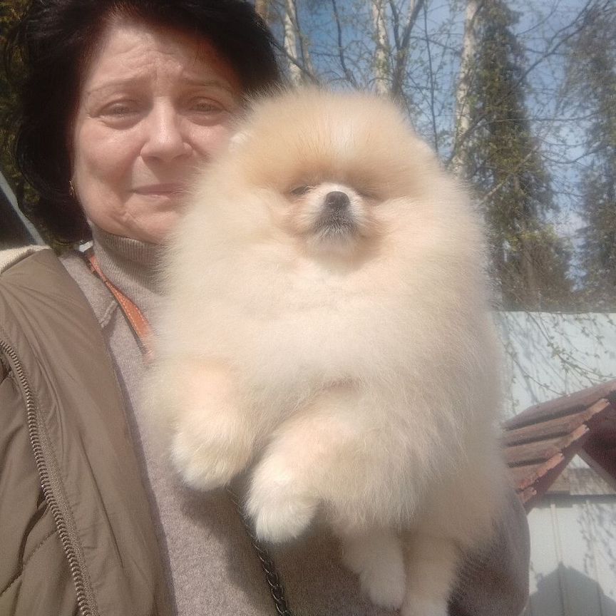 Померанский шпиц, щенок