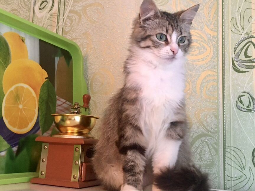 Аделинка ищет дом