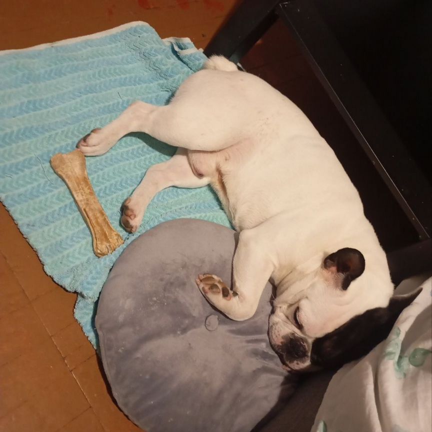 Французский бульдог, взрослая собака