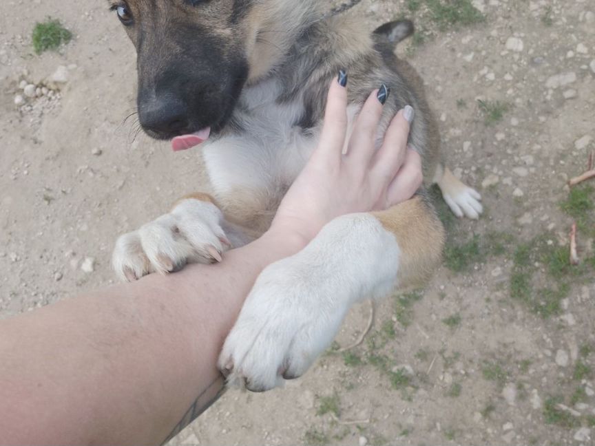 Отдам собаку в добрые руки, бесплатно