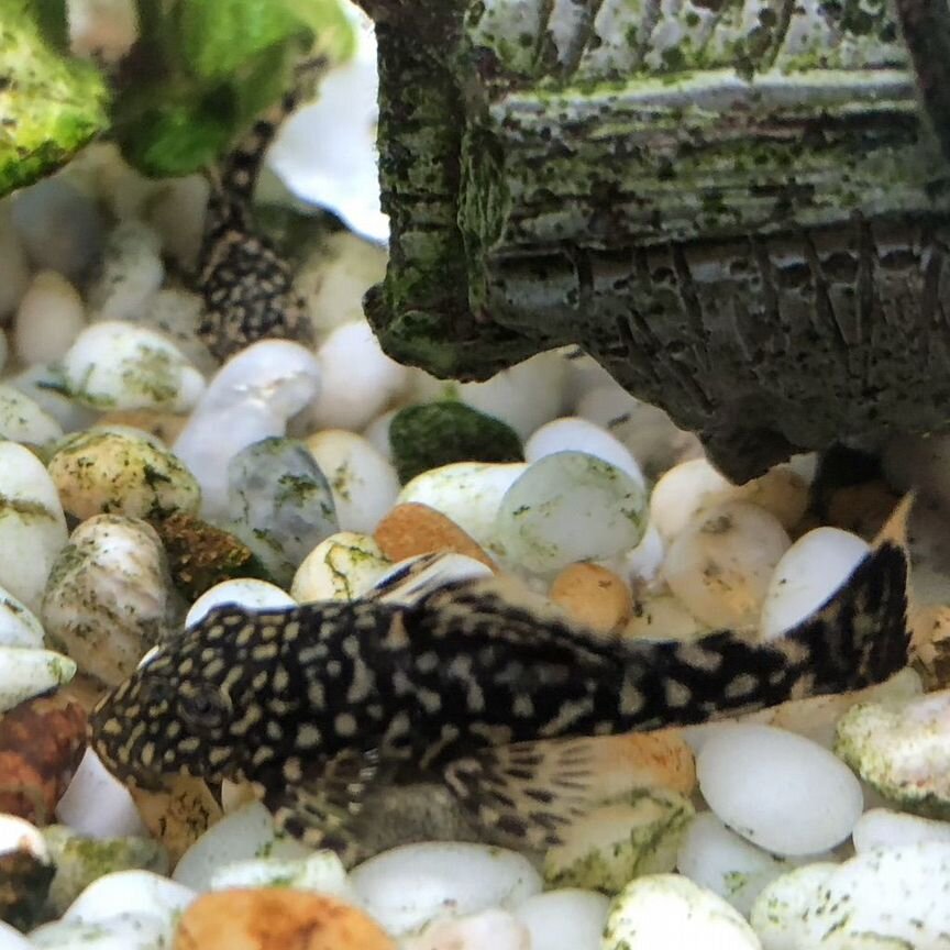 Анциструс сомик