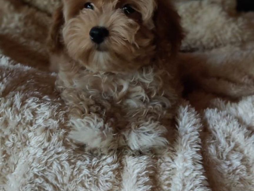 Щенки мальтипу f1 мини