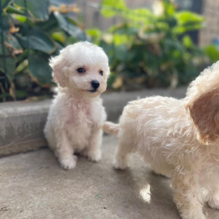 Той пудельки девочки