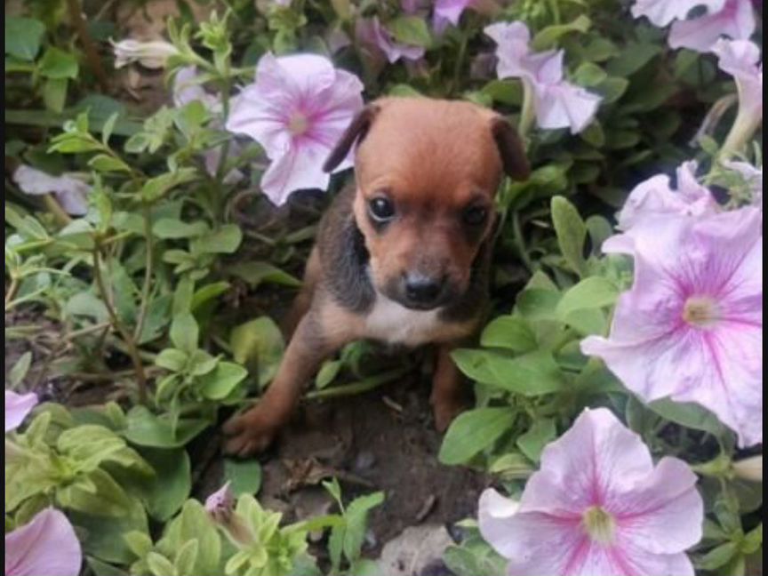 Той-терьер щенок